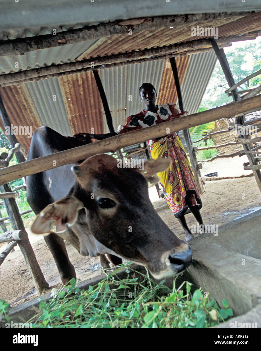AFRICA KENYA KALIFI Kenyan woman with her Heifer Project International ...
