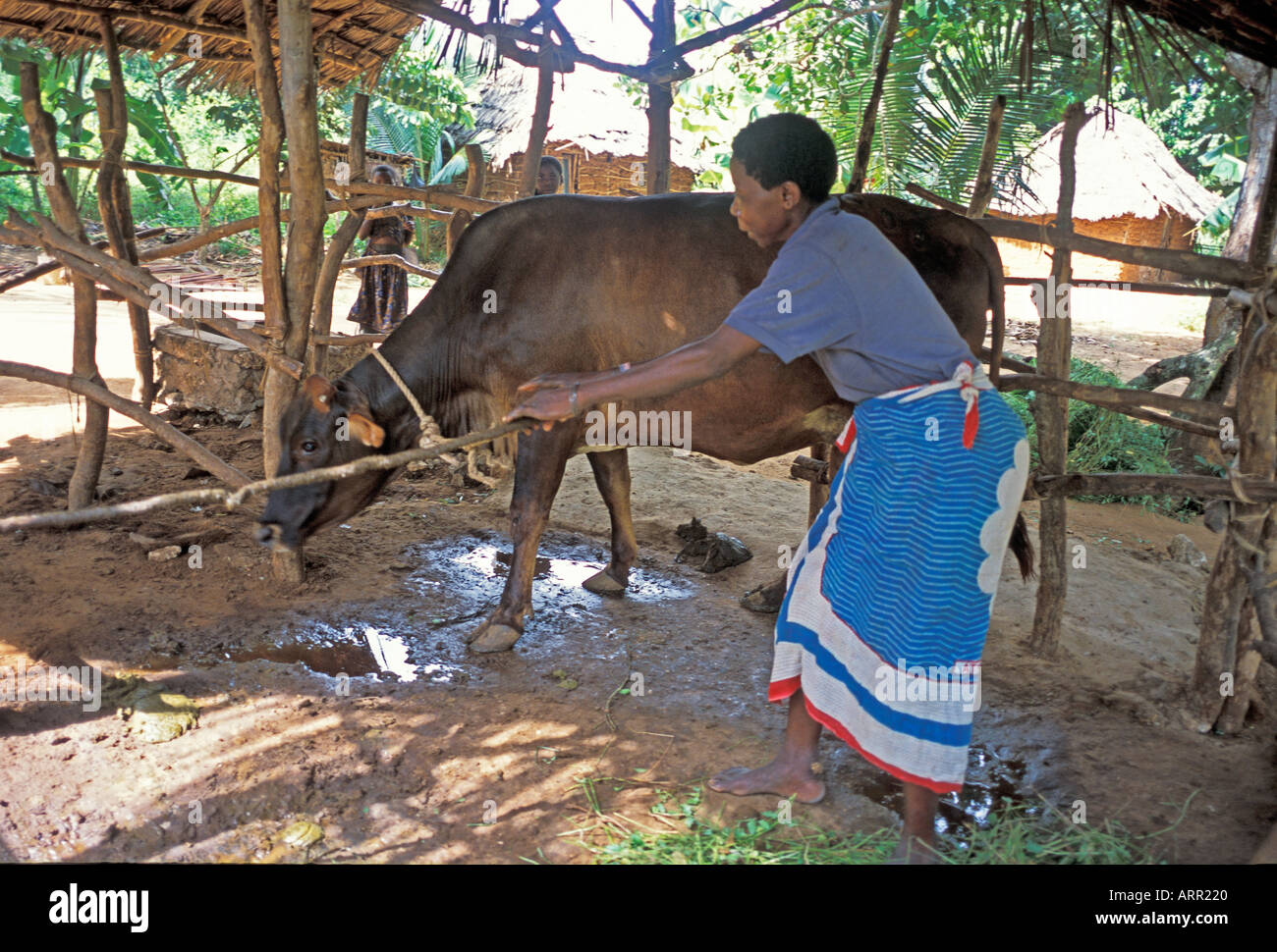 AFRICA KENYA KALIFI Kenyan woman with her Heifer Project International ...