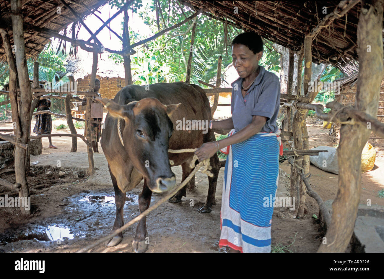 AFRICA KENYA KALIFI Kenyan woman with her Heifer Project International ...