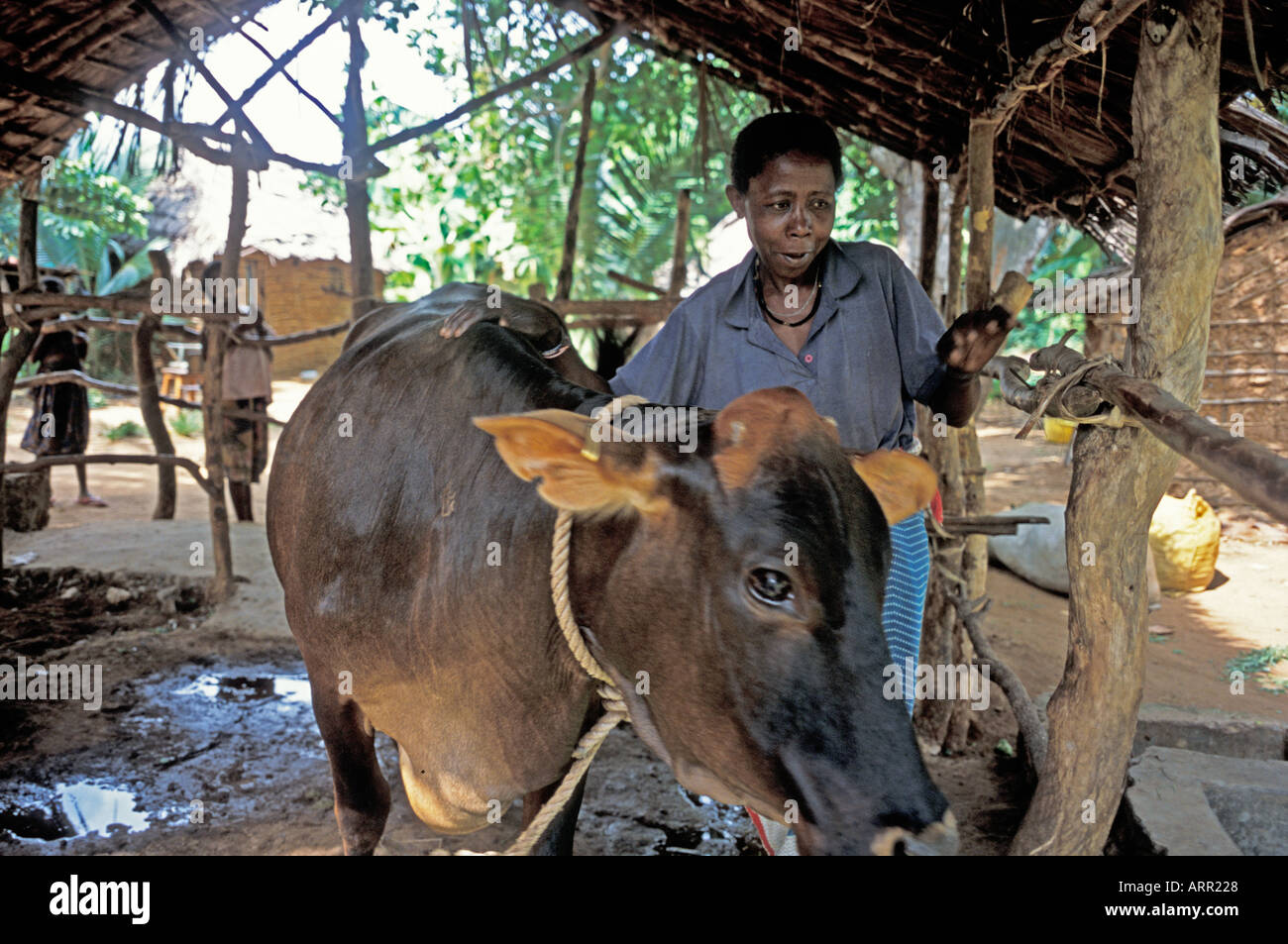 Heifer international village hi-res stock photography and images - Alamy