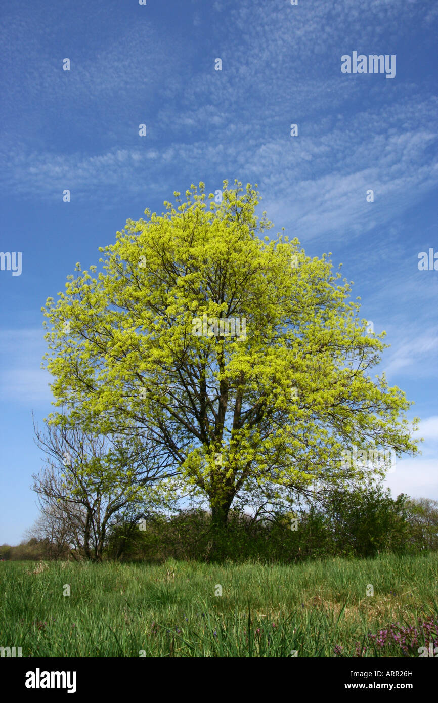 Ecological plateau hi-res stock photography and images - Alamy