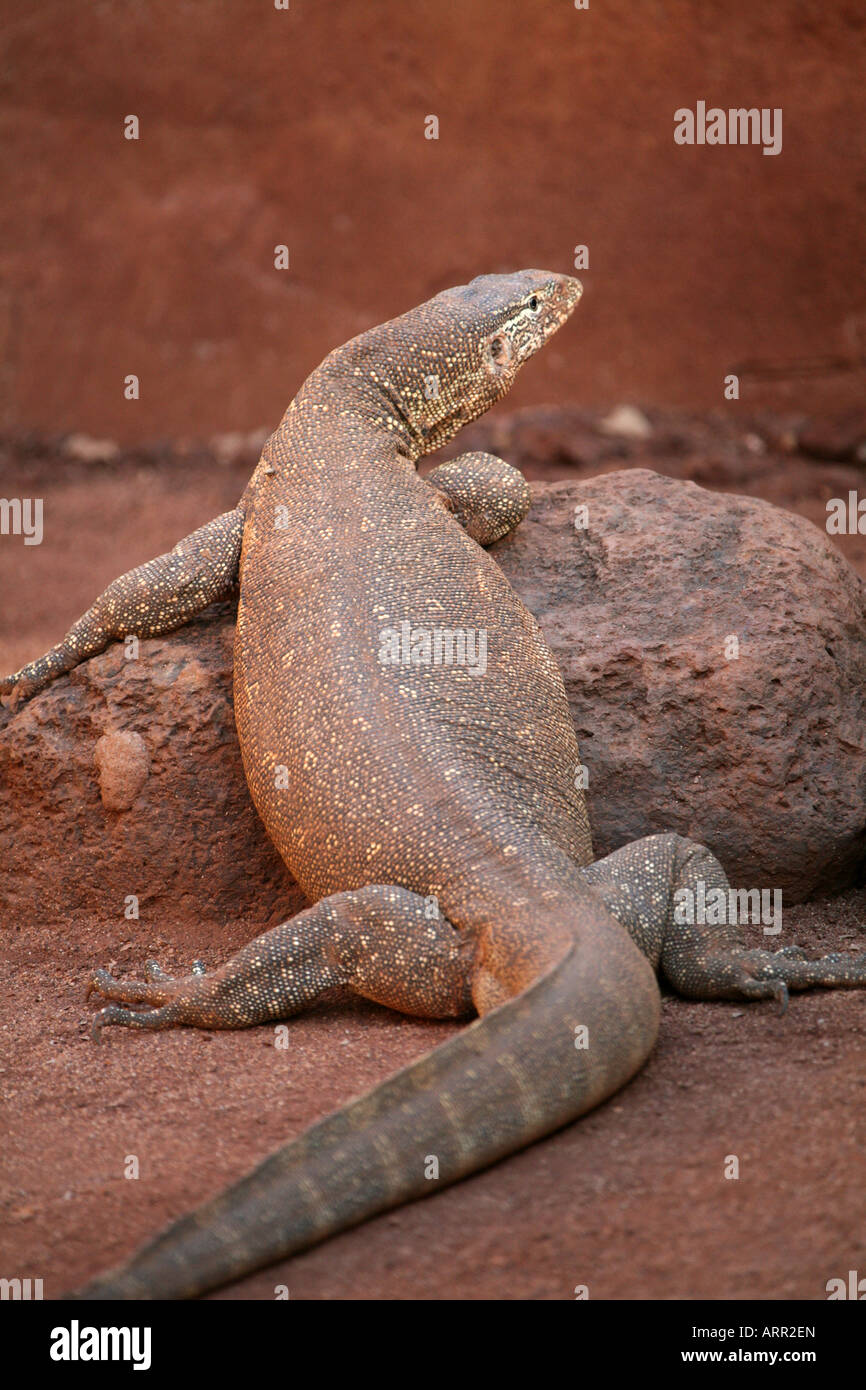 Nile monitor water african lizard varanus niloticus kingdom hi-res ...