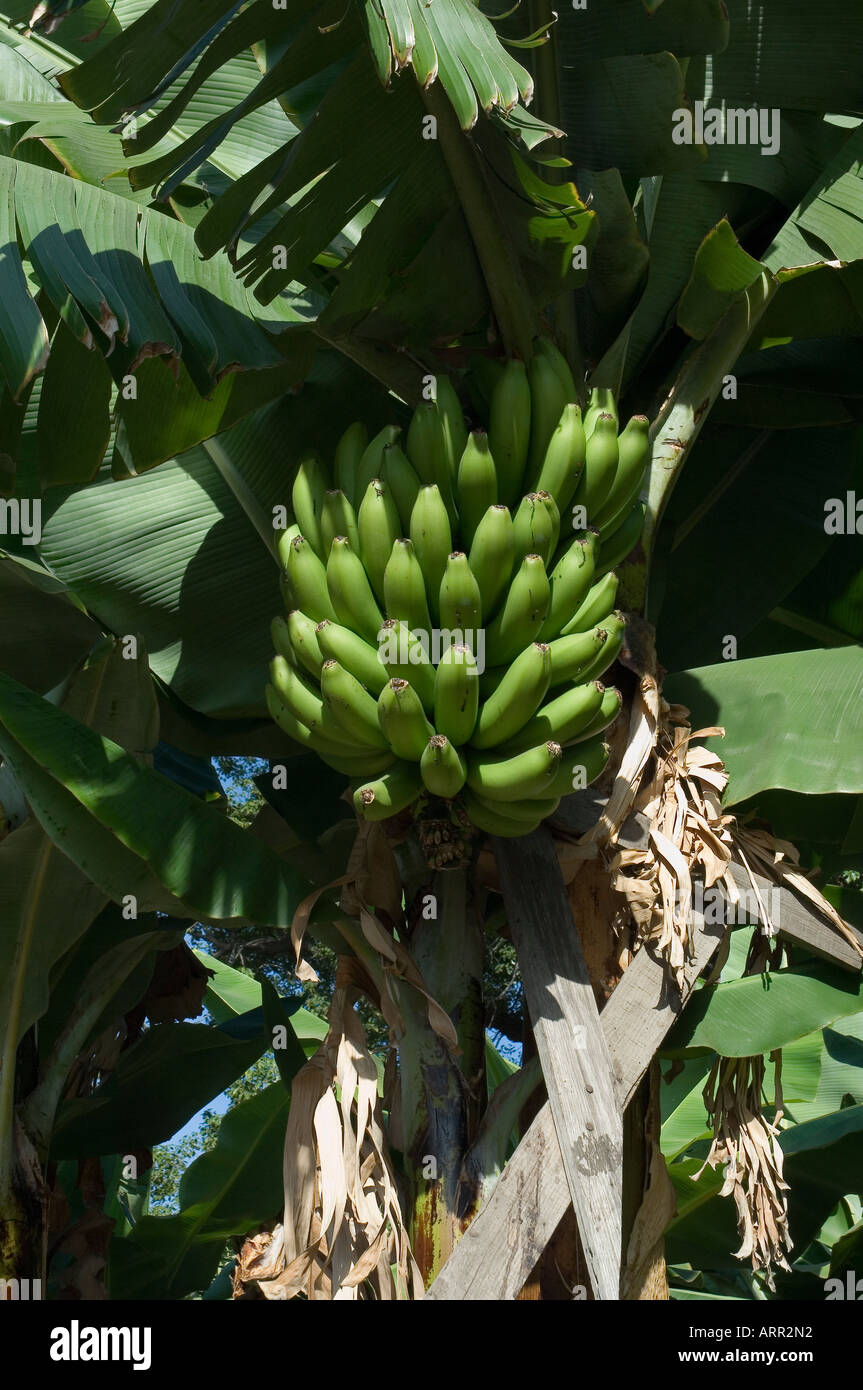 Close up of bananas fruit fruits growing on Banana tree Funchal Madeira ...