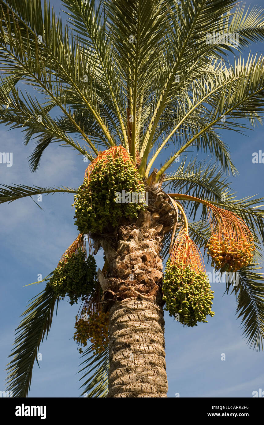 Close up of bunches of dates growing on palm tree dates palms Madeira ...
