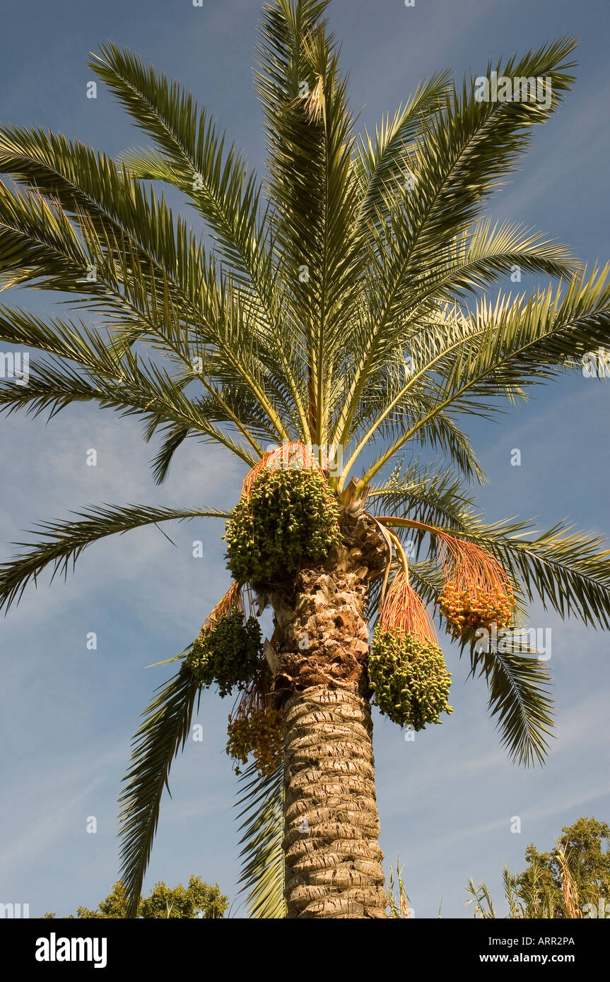 Close up of bunches of dates growing on palm tree dates palms Madeira ...