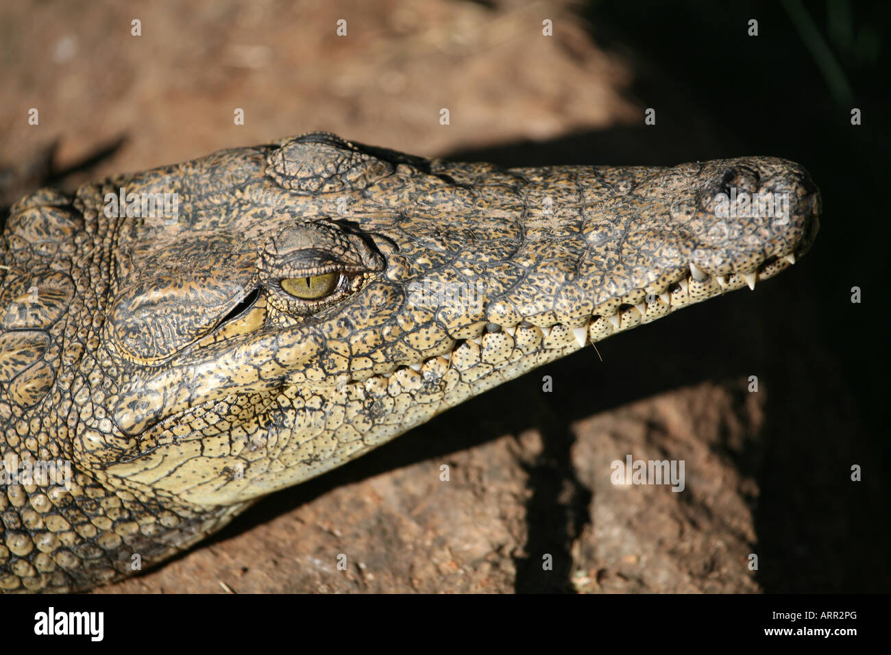 Nile Crocodile Baby High Resolution Stock Photography and Images - Alamy
