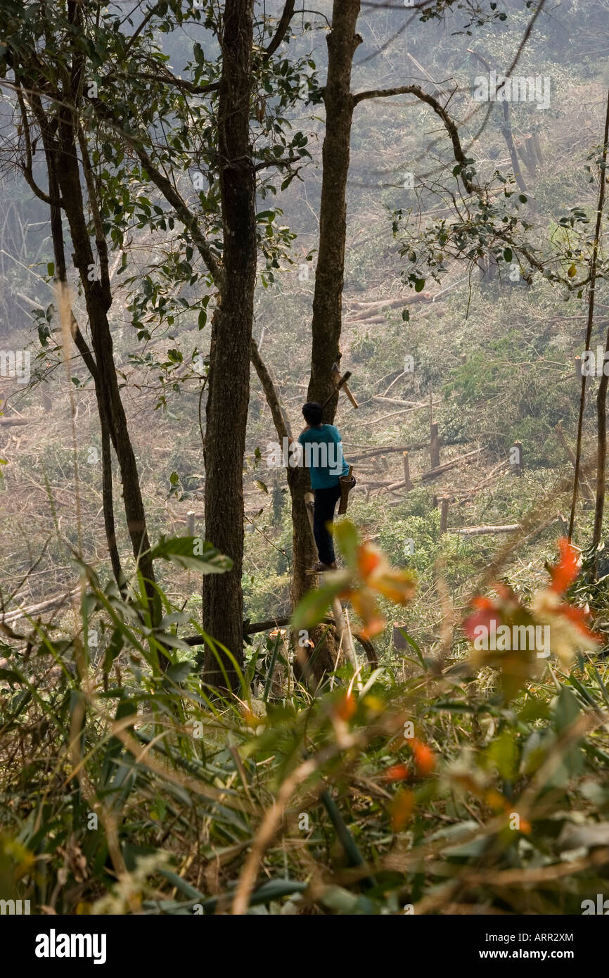 Men clearing forest and cutting down trees near Phongsaly Laos Stock ...