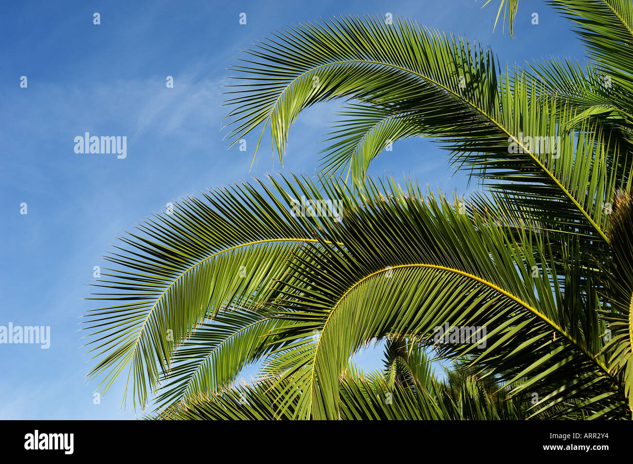 Fan leaf tree hi-res stock photography and images - Alamy