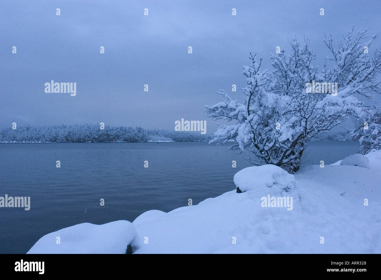 Cold desolate isolated branches hi-res stock photography and images - Alamy