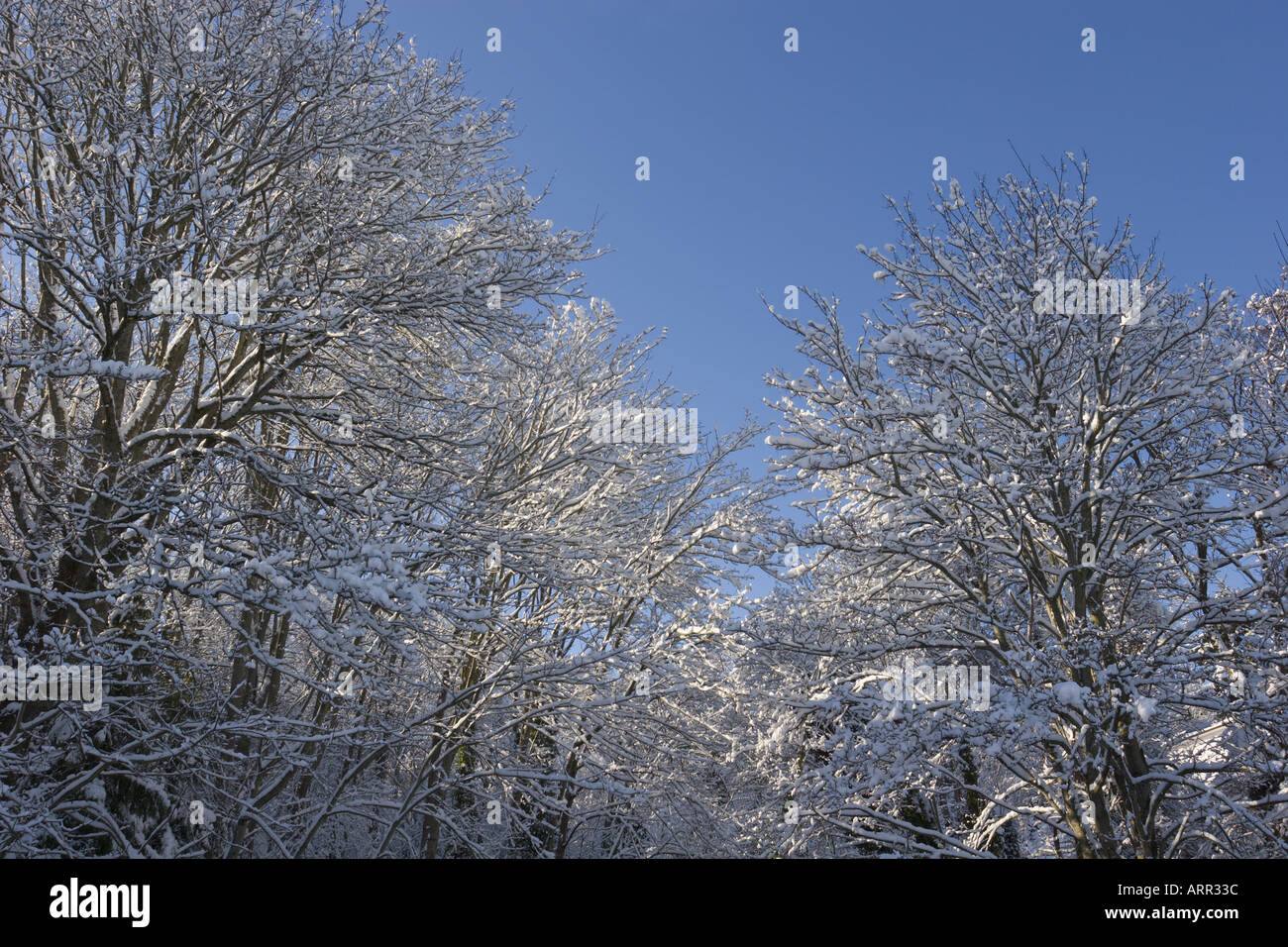 Sunshine and blue sky after storm reveals trees covered in heavy snow ...