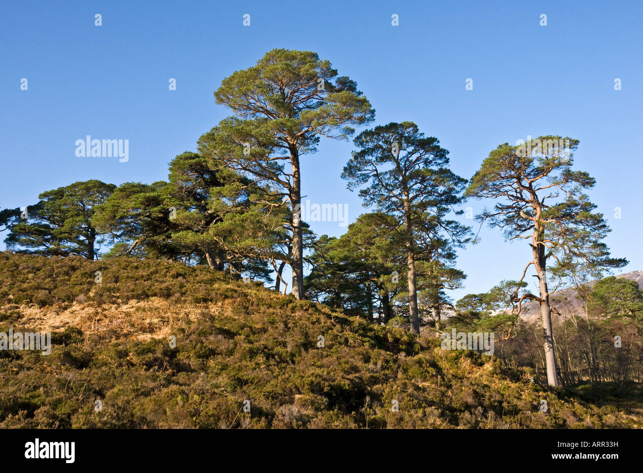 Traditional Scottish Pine Trees on a hill in Doile Darach Pine Wood ...