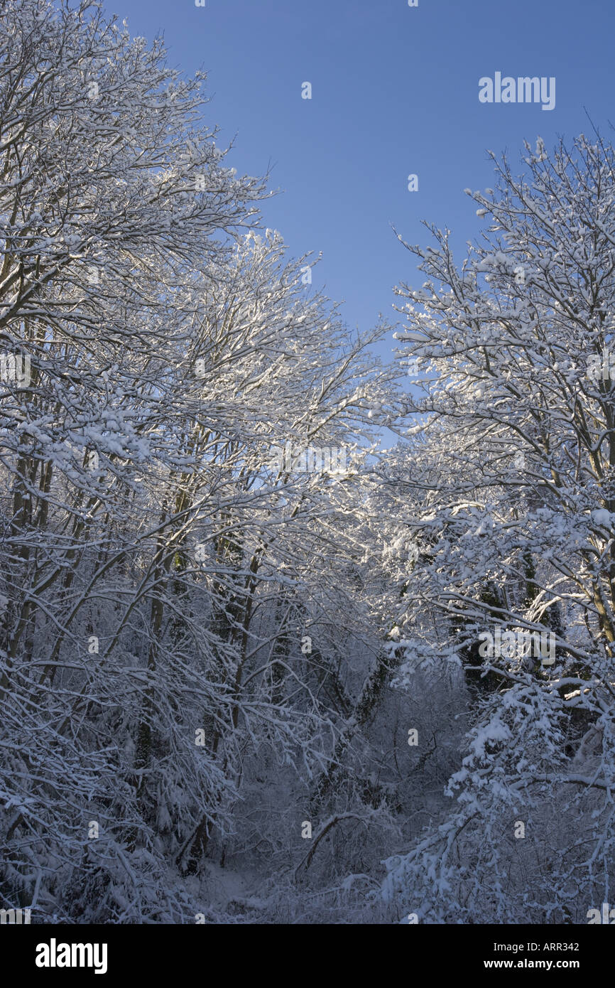 Sunshine and blue sky after storm reveals trees covered in heavy snow ...