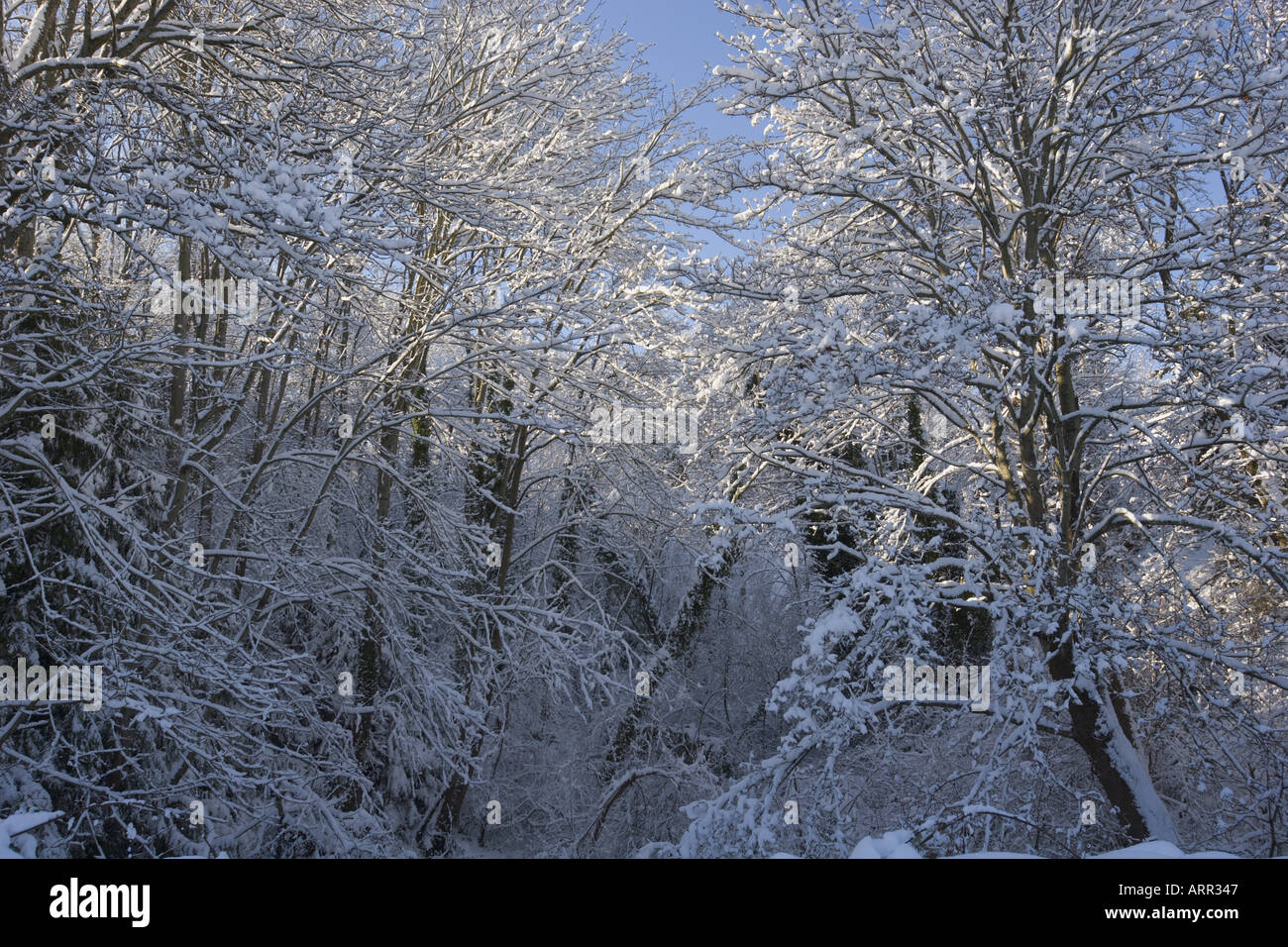 Sunshine and blue sky after storm reveals trees covered in heavy snow ...