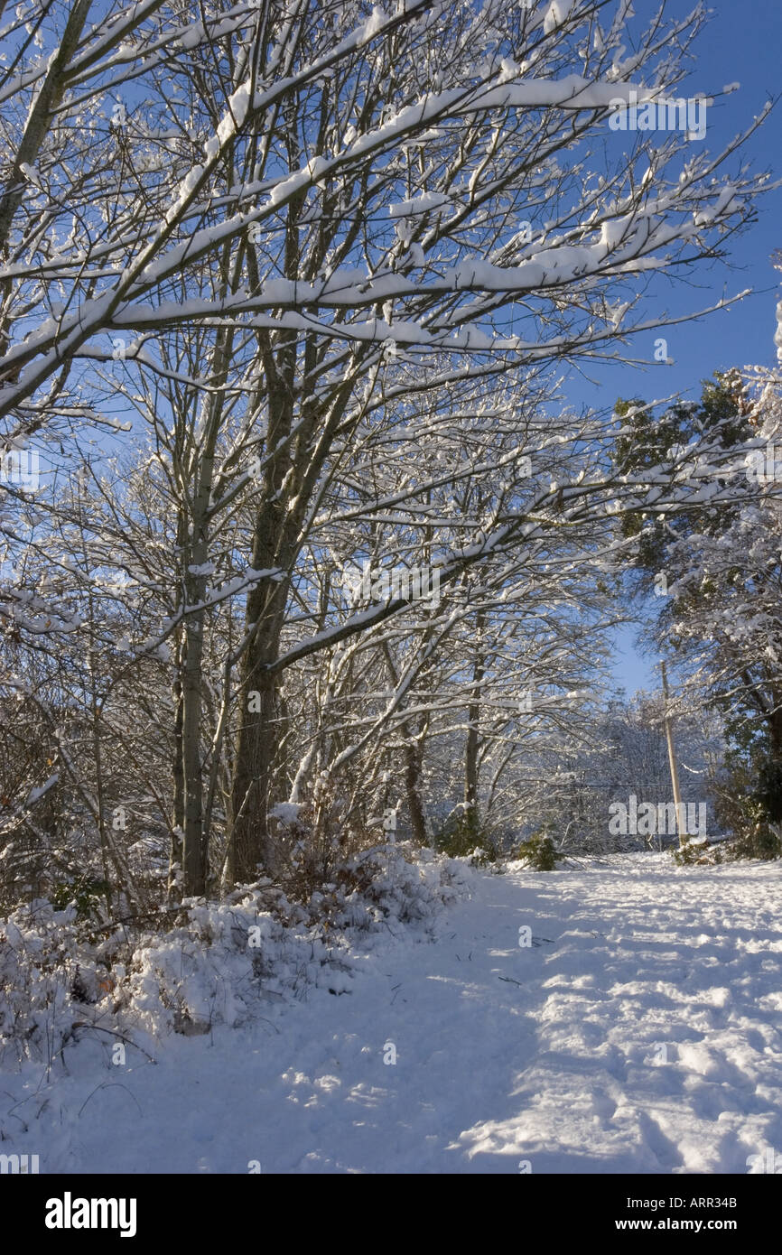 Sunshine and blue sky after storm reveals trees covered in heavy snow ...