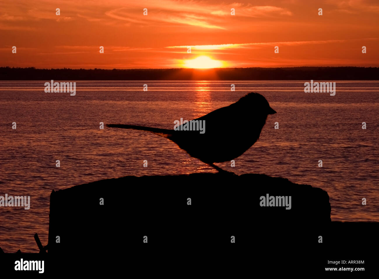 Latter bird hi-res stock photography and images - Alamy