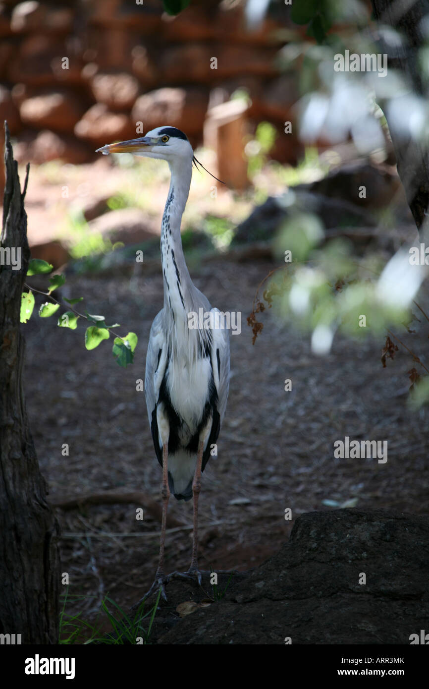 Heron class hi-res stock photography and images - Alamy
