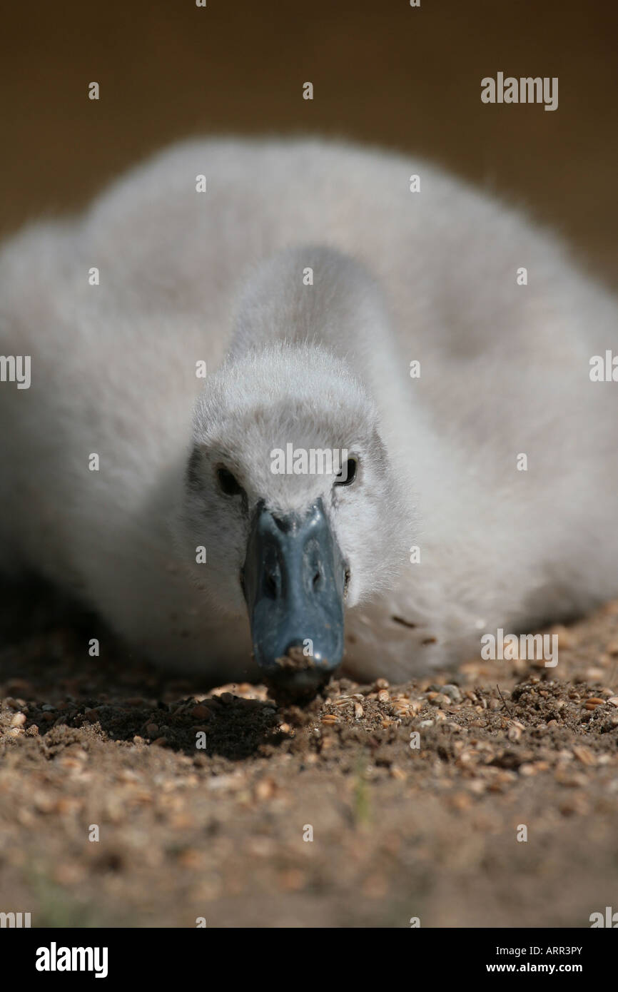 Mute Swan Cygnus olor cygnet Stock Photo - Alamy