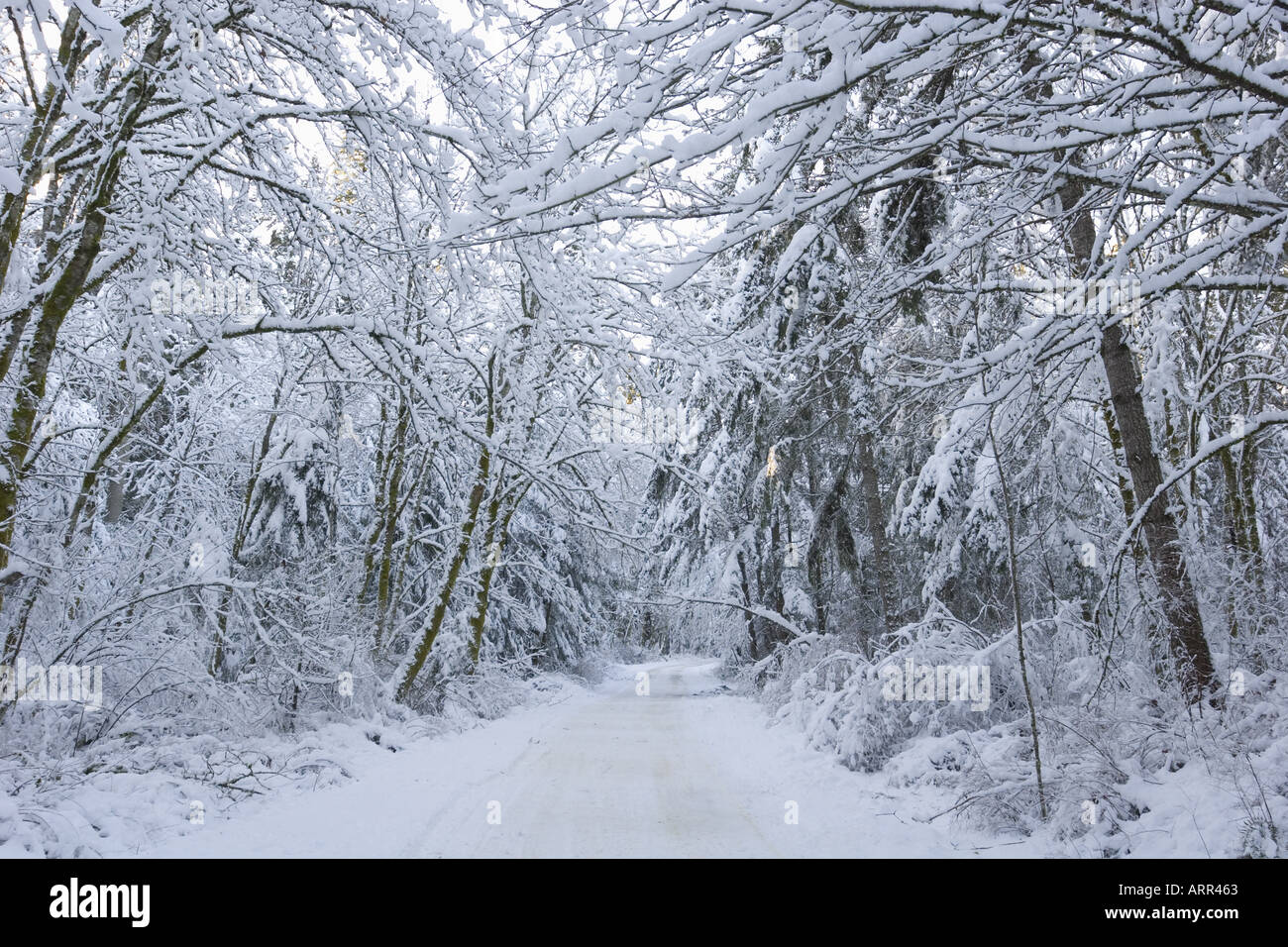 Snowy road in a winter wonderland Nanaimo Vancouver Island British ...