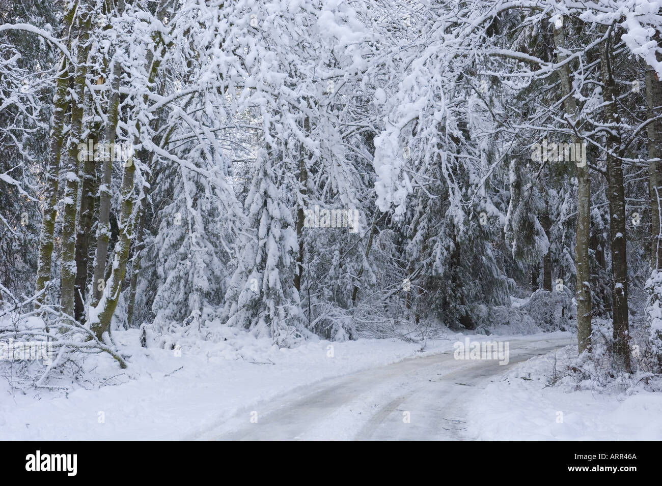 Snowy road in a winter wonderland Nanaimo Vancouver Island British ...