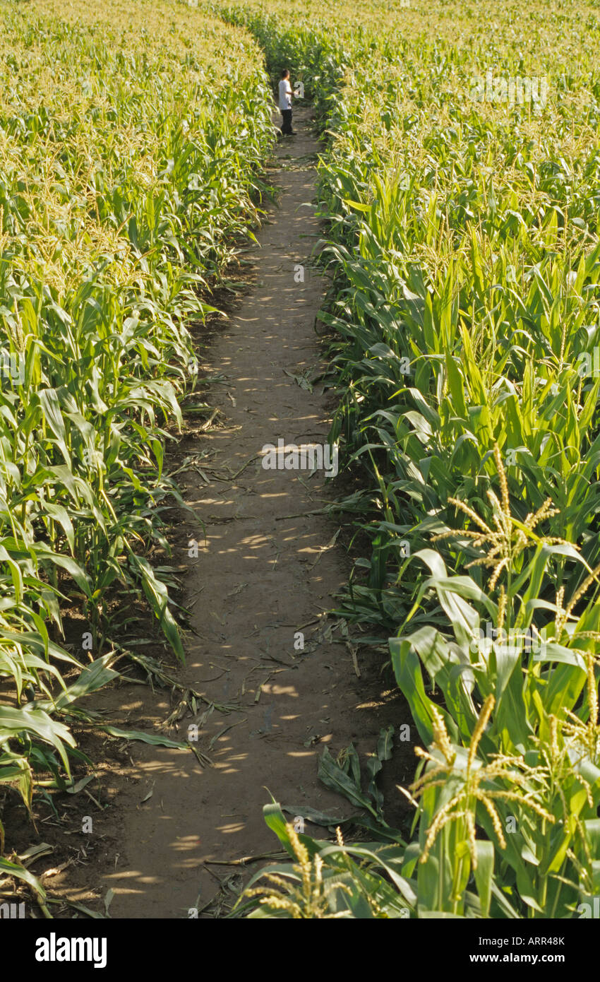 Autumn celebration with young boy in corn maze with path in front ...