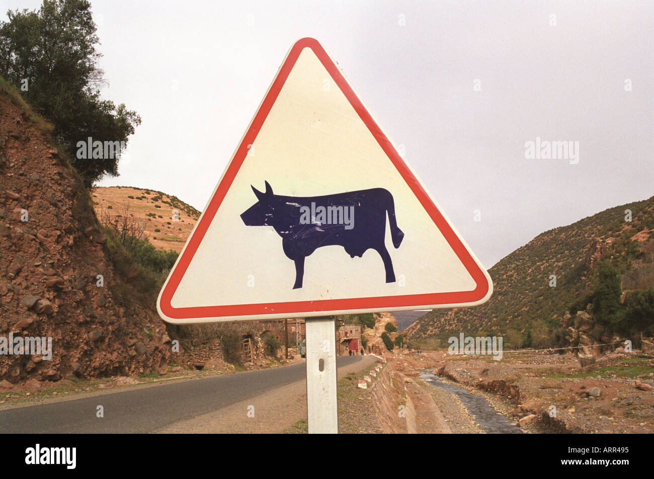 Beware of cow road side warning Imlil Berber village Atlas mountains ...