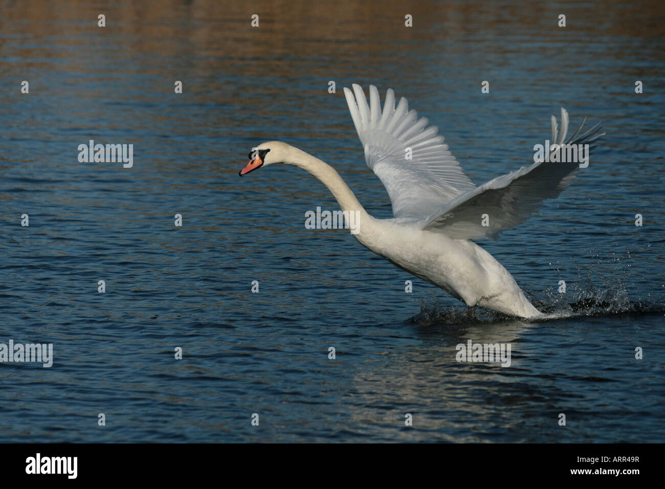 Mute Swan Cygnus olor running on water Stock Photo - Alamy
