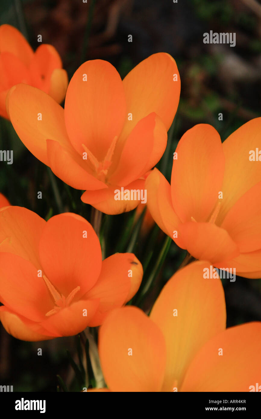 January blooms hi-res stock photography and images - Alamy