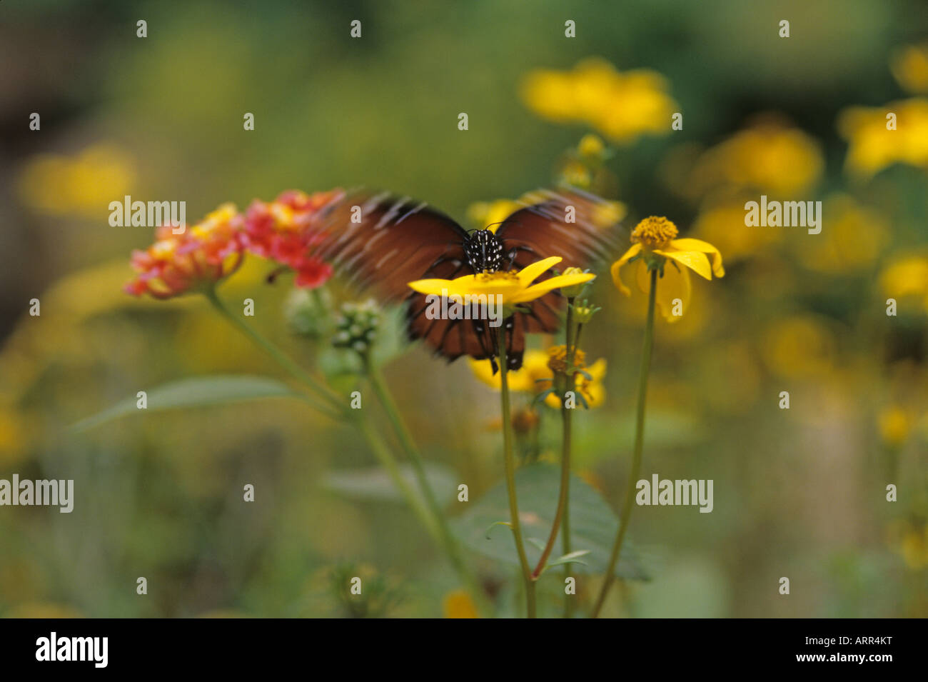 Enclosed exhibit hi-res stock photography and images - Alamy