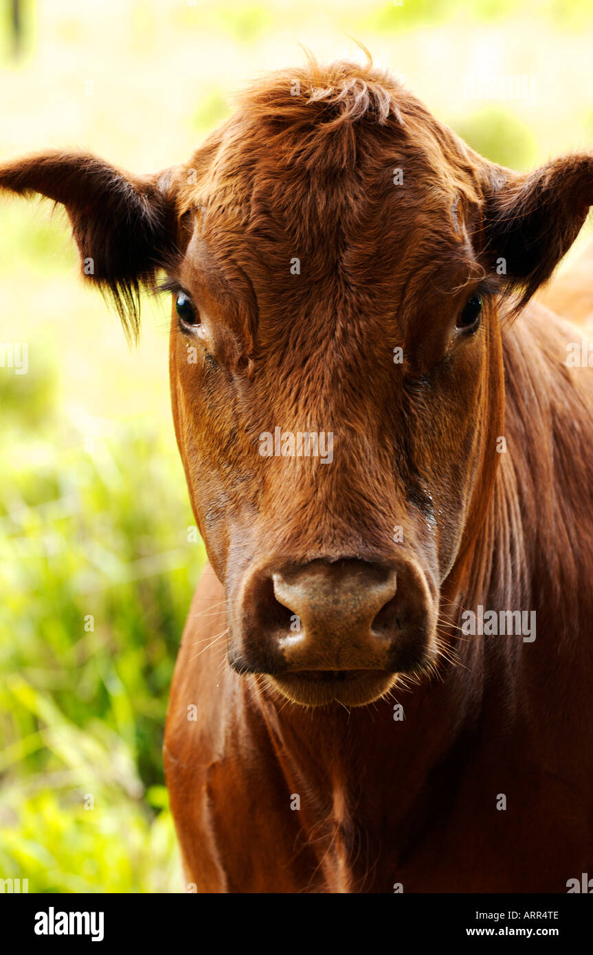 Cow in hawaii hi-res stock photography and images - Alamy