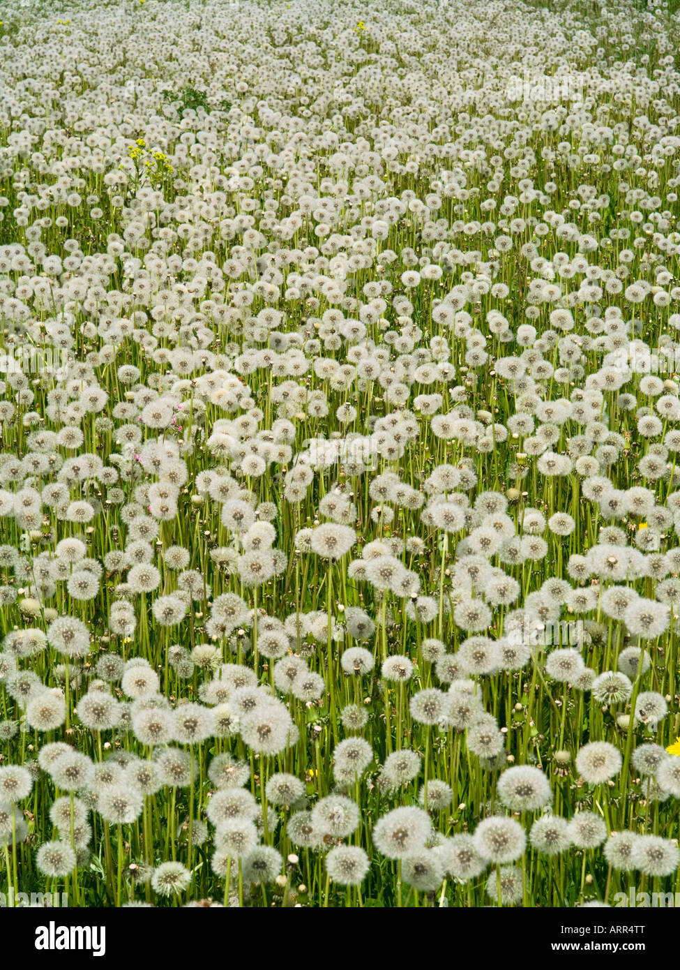 Field of dandelions Stock Photo - Alamy
