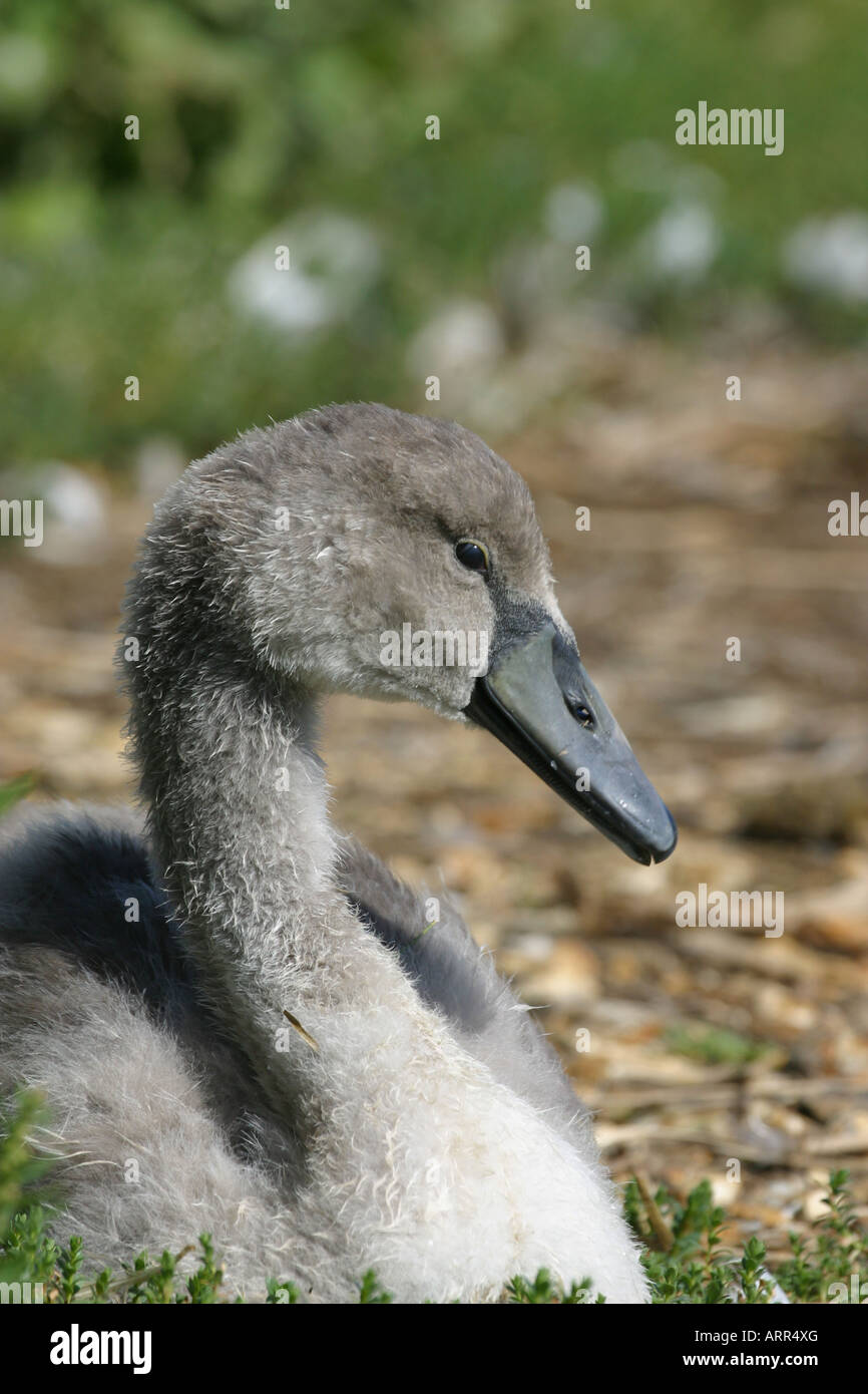 Mute Swan Cygnus olor cygnet Stock Photo - Alamy