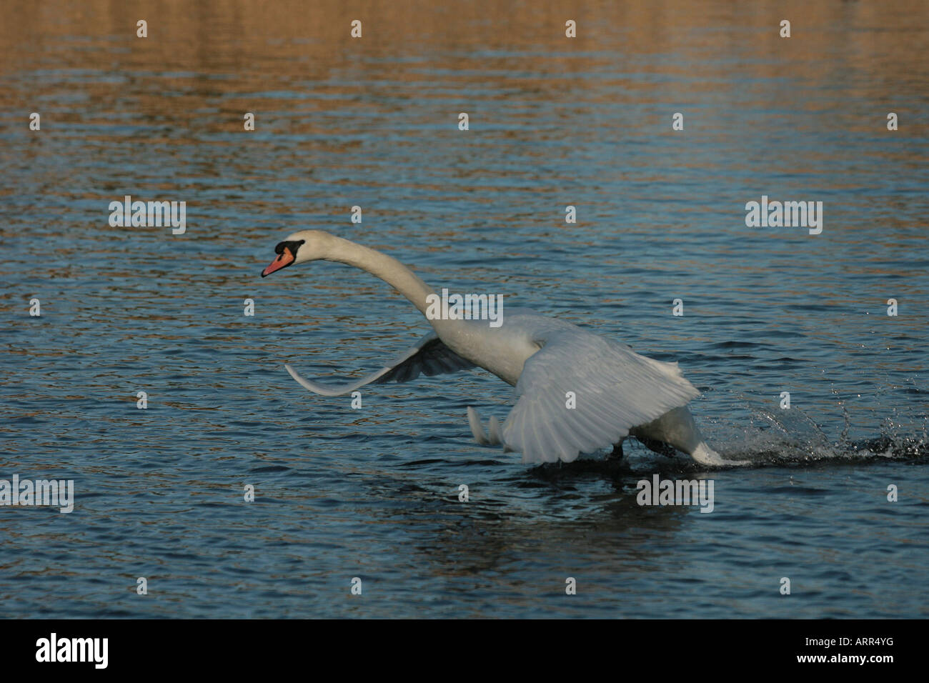 Running swan hi-res stock photography and images - Alamy