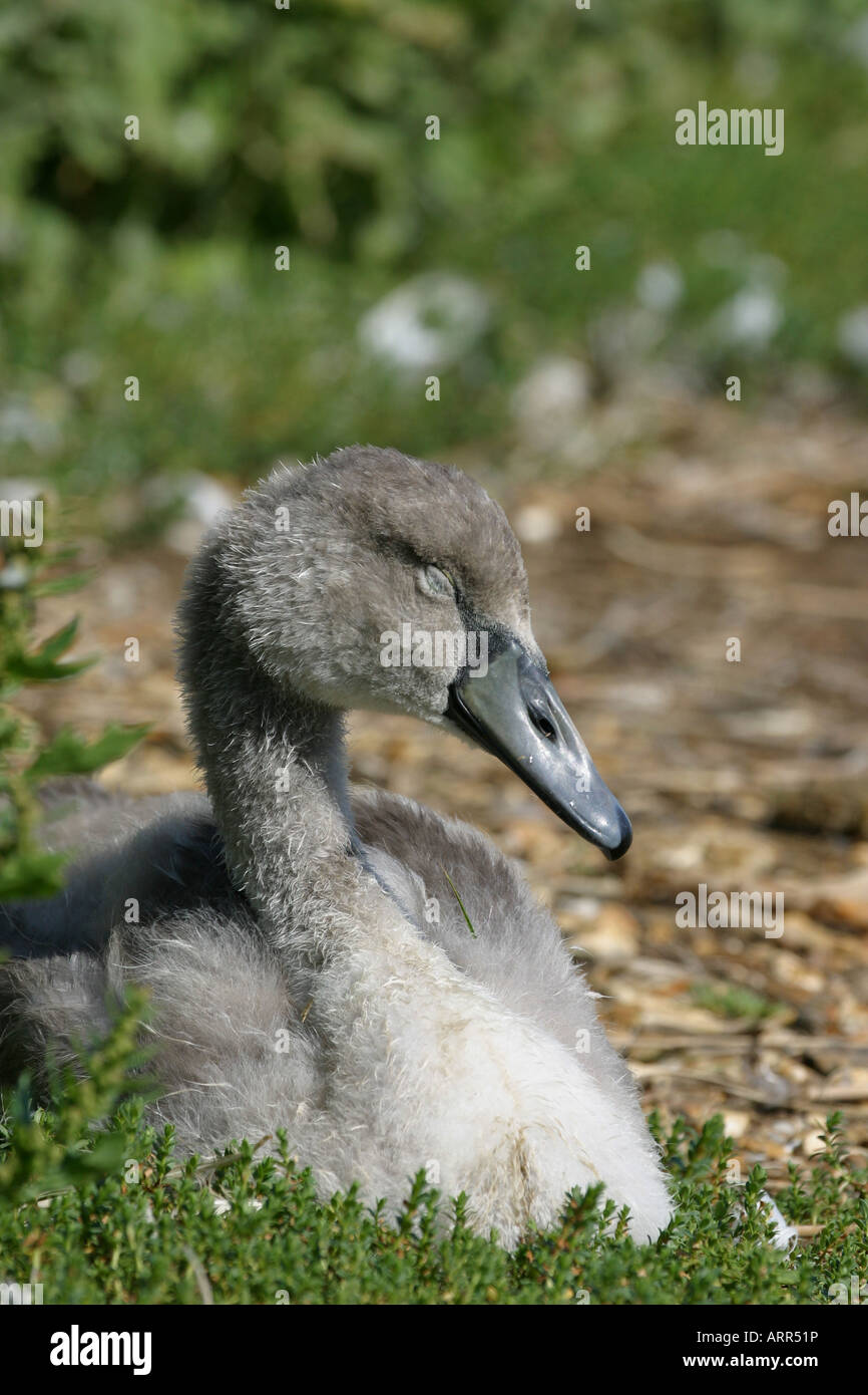 Mute Swan Cygnus olor cygnet sleeping Stock Photo - Alamy
