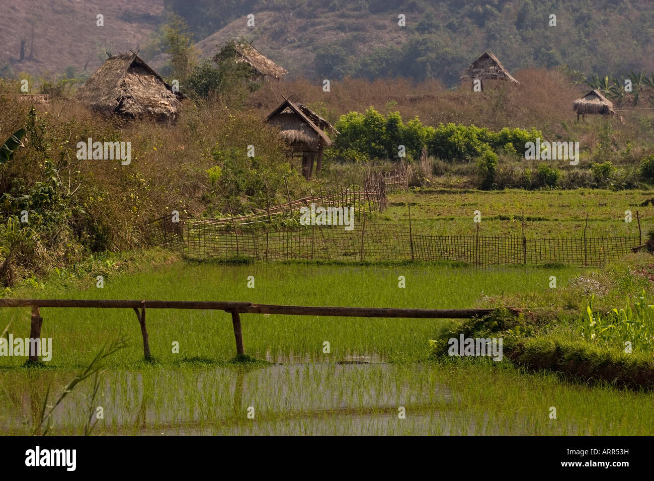 Rice fields near Ou Thai Pongsaly province Laos Stock Photo - Alamy