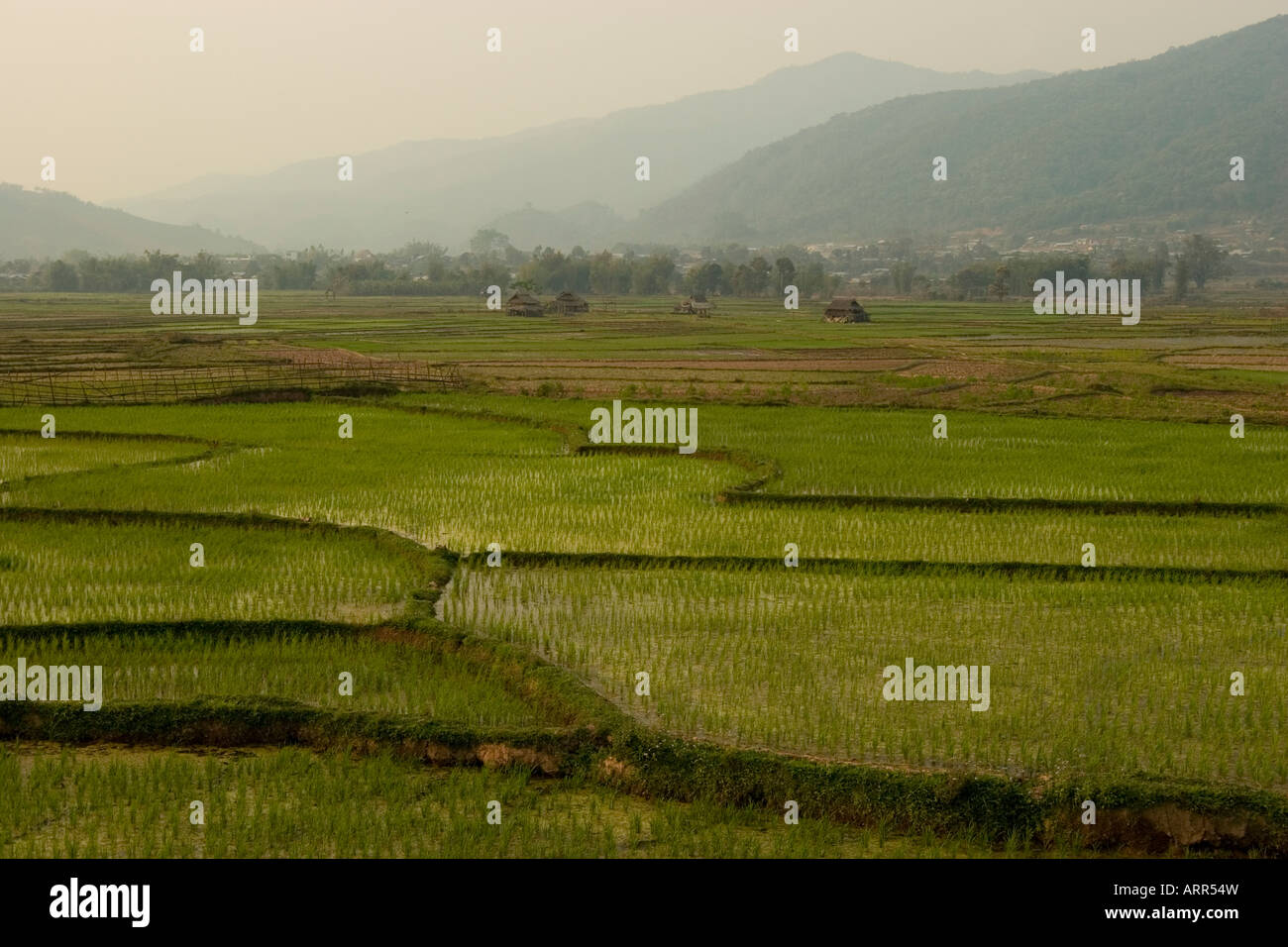 Rice fields near Ou Thai Pongsaly province Laos Stock Photo - Alamy