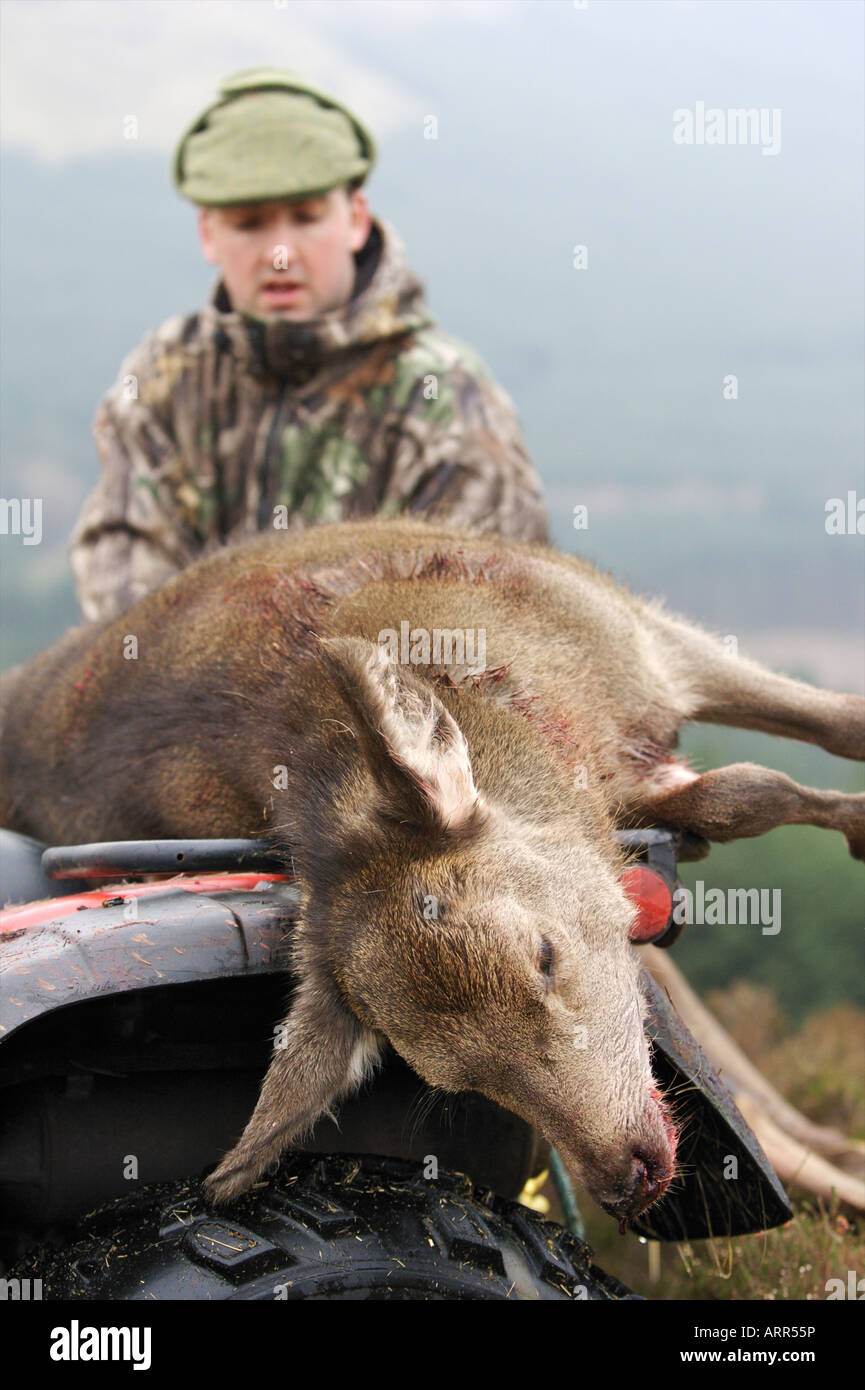 The carcass of a deer hi-res stock photography and images - Alamy