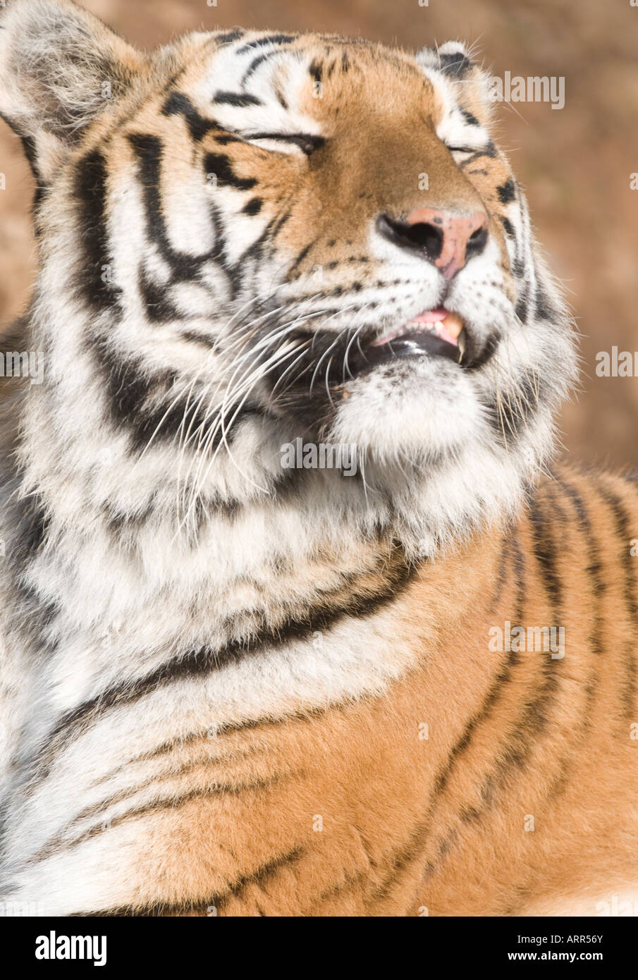 tiger in the sun Stock Photo - Alamy