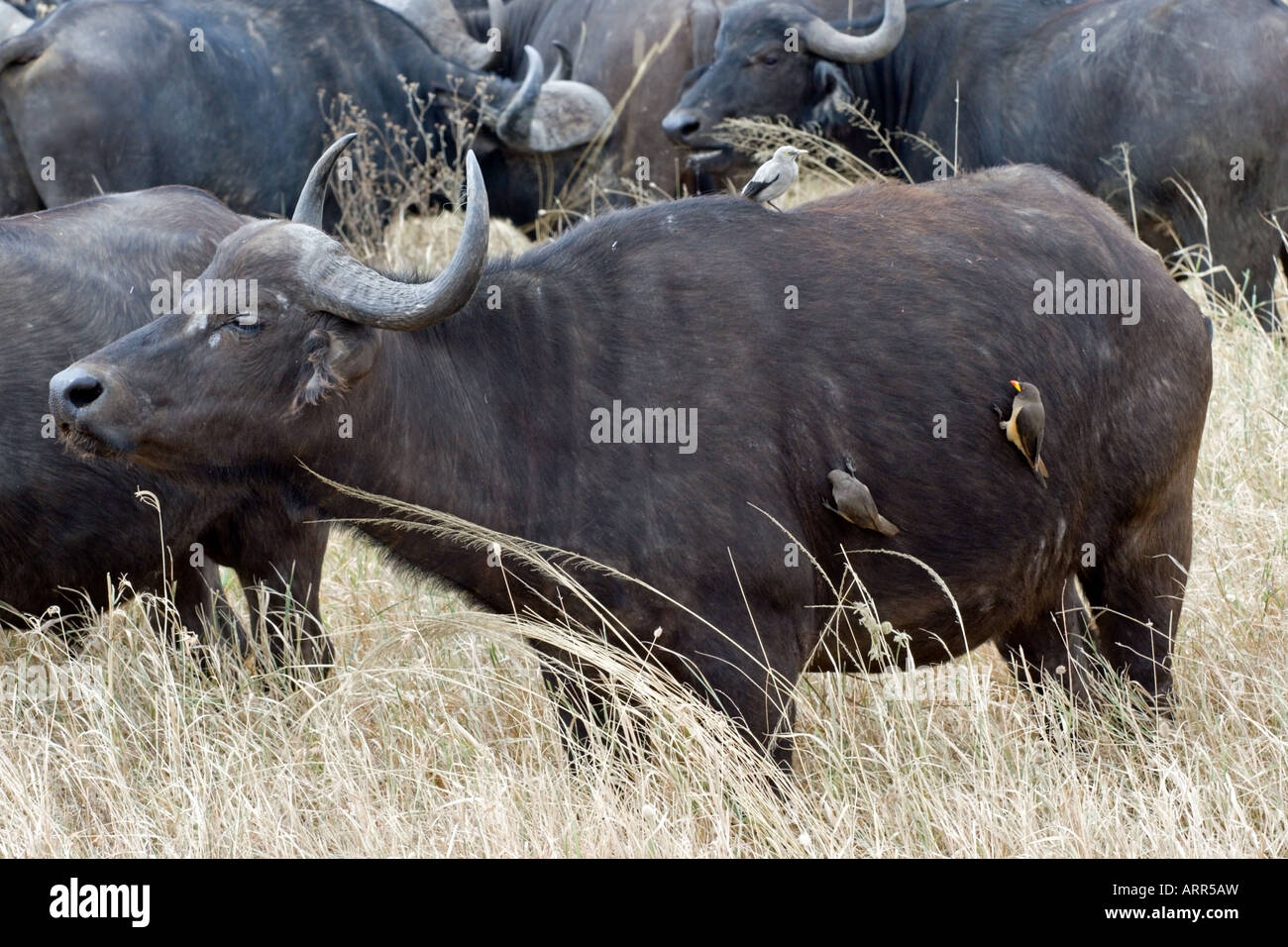 African Buffalo - Female Stock Photo - Alamy
