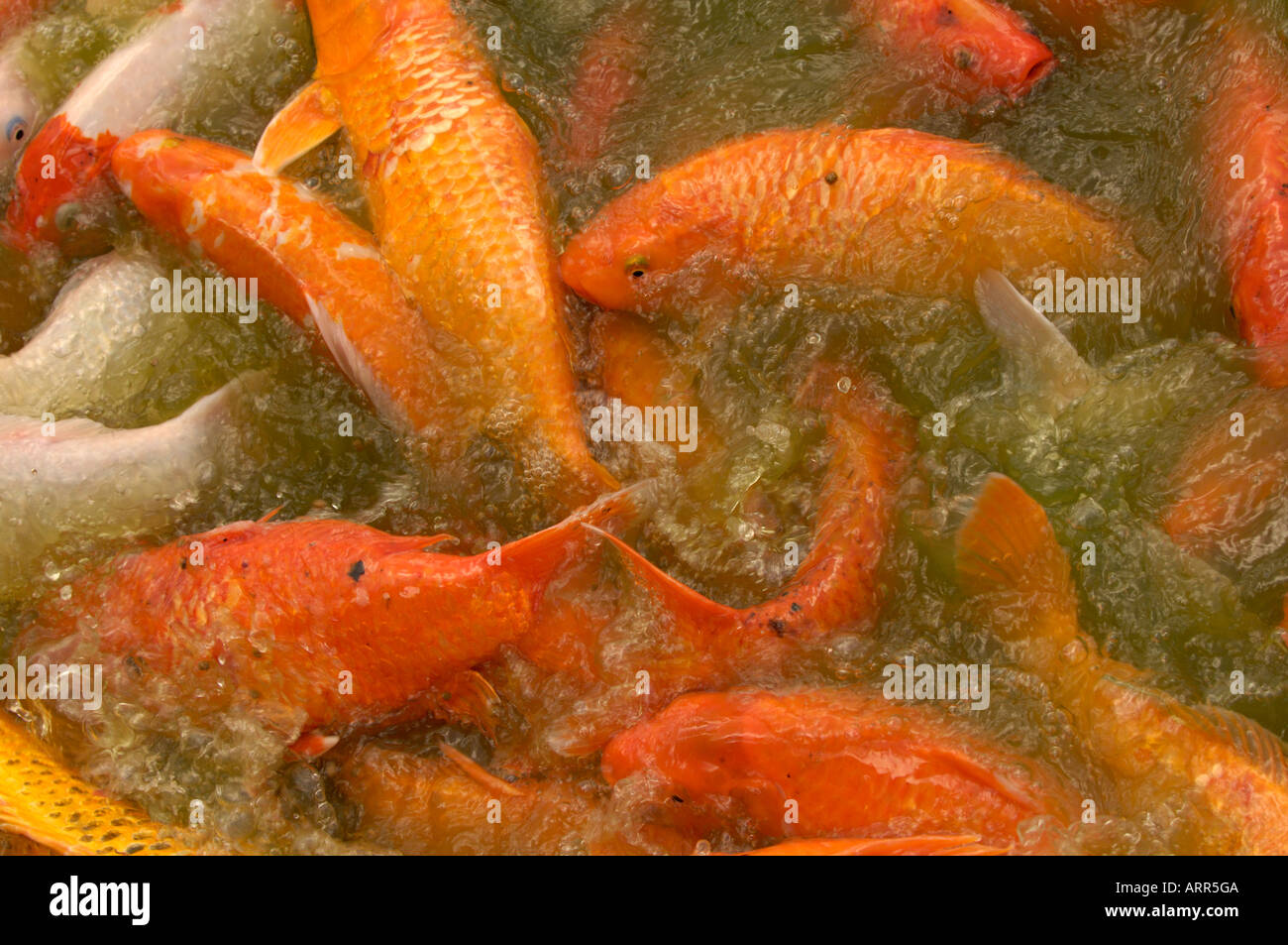 Koi fish in hawaii koi hi-res stock photography and images - Alamy