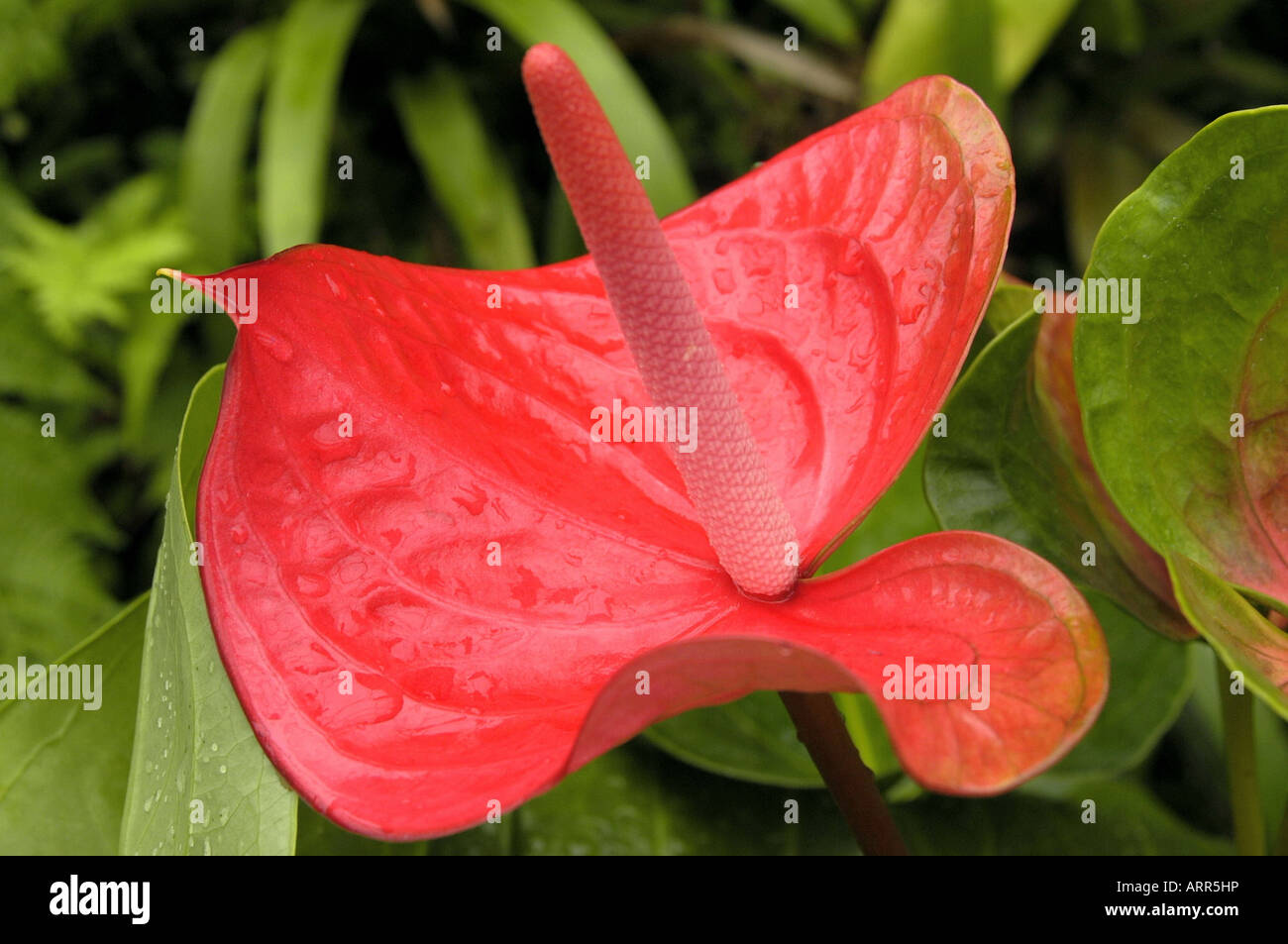 a rare exotic flower Stock Photo - Alamy