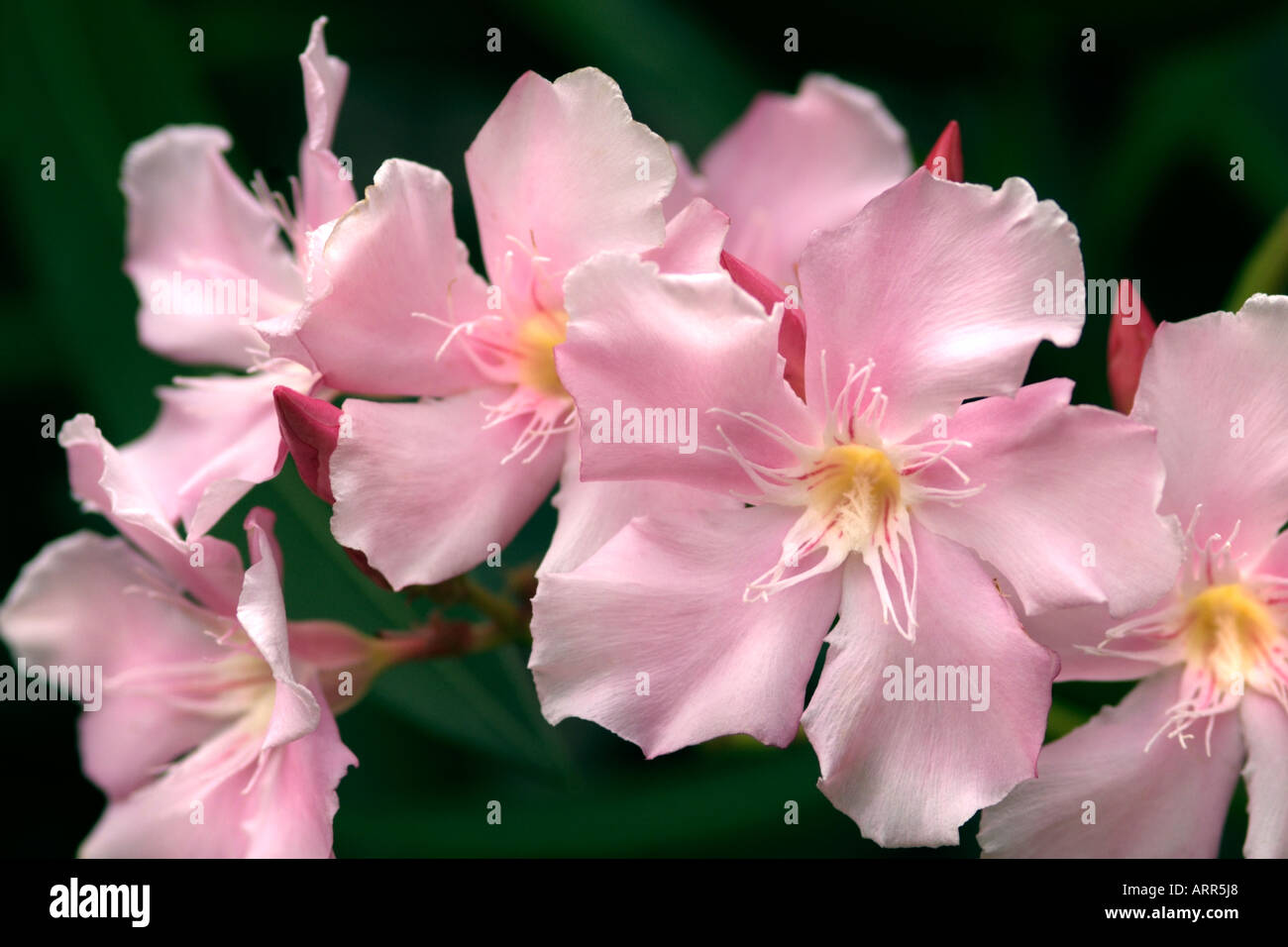 Pink Flower Group Stock Photo - Alamy