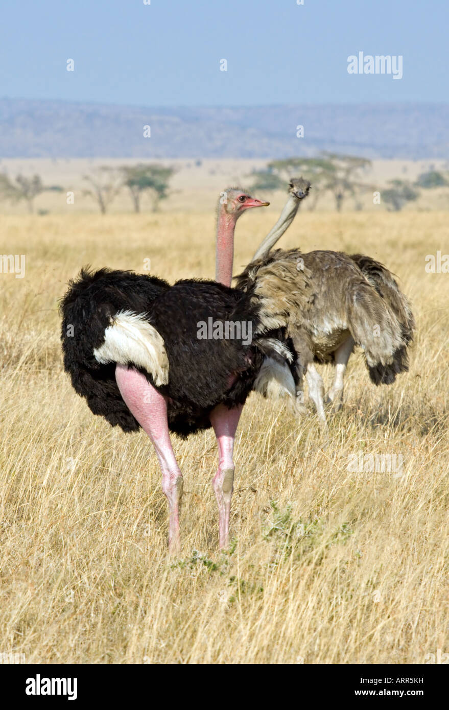 Common Ostrich Pair(Male & Female Stock Photo - Alamy