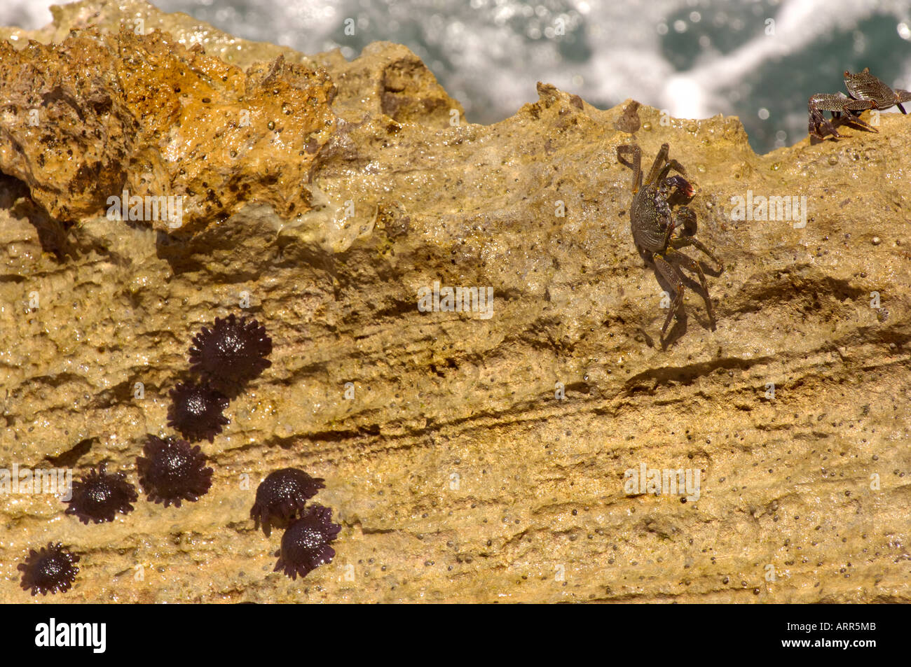 Crabs of hawaii hi-res stock photography and images - Alamy
