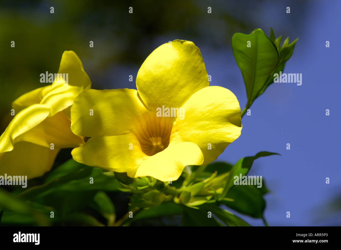 Yellow buttercup tree flower on Kauai Hawii USA Stock Photo - Alamy