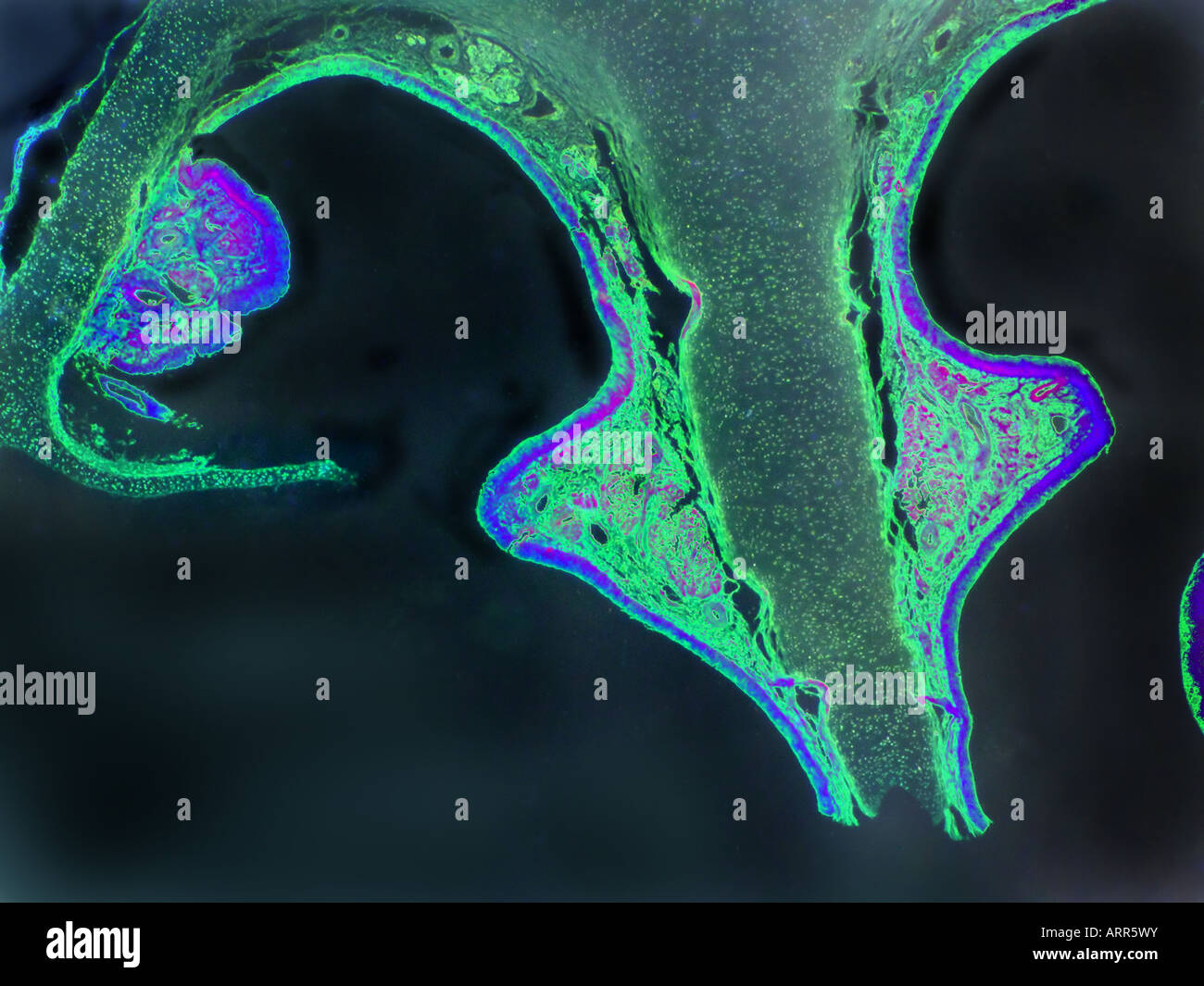 Olfactory membrane dog Stock Photo - Alamy