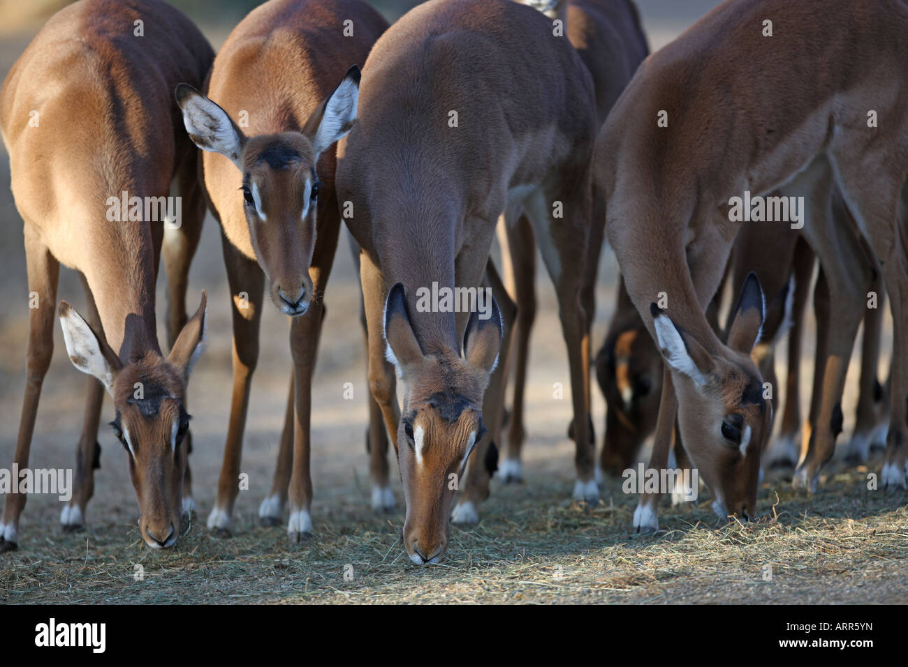 group of Impala antelopes eating - Aepyceros melampus Stock Photo - Alamy