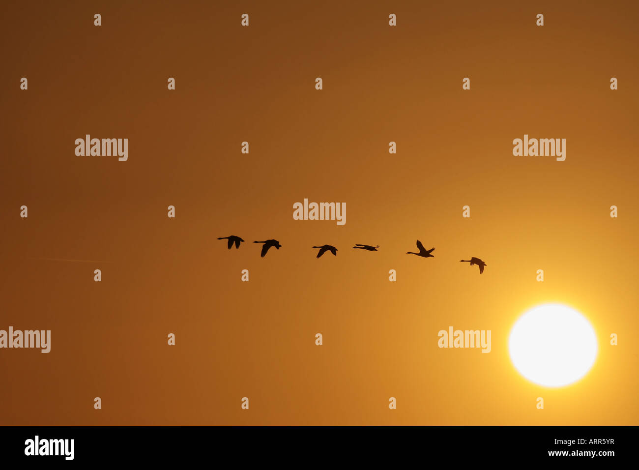 Whooper swans Cygnus cygnus flying at sunset Stock Photo - Alamy