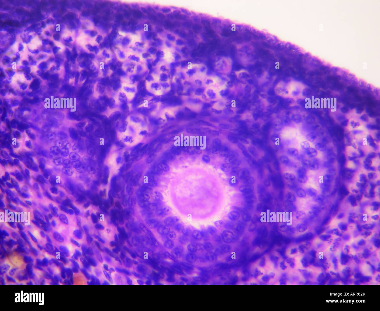 Mouse oocyte hi-res stock photography and images - Alamy