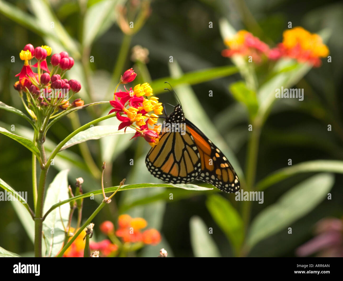 Largest north american butterfly hi-res stock photography and images ...