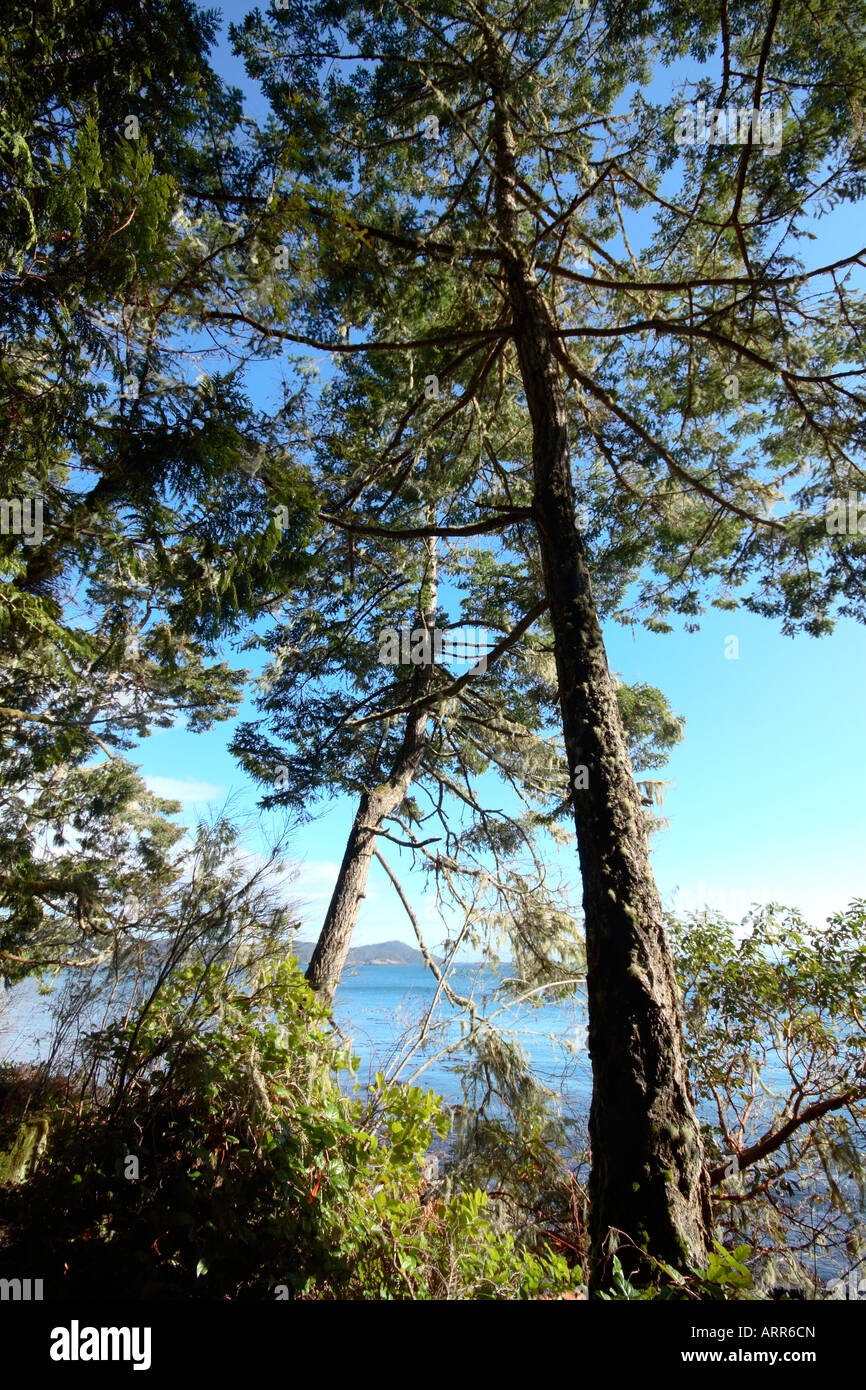 Coastal trees hi-res stock photography and images - Alamy